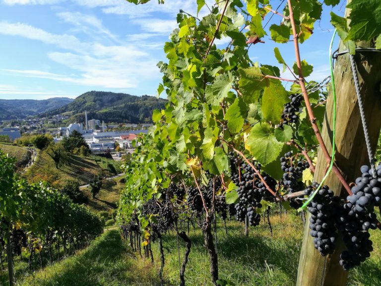 „Von der Höll ins Paradies“ – Kulinarische Wanderung in Oberkirch ...
